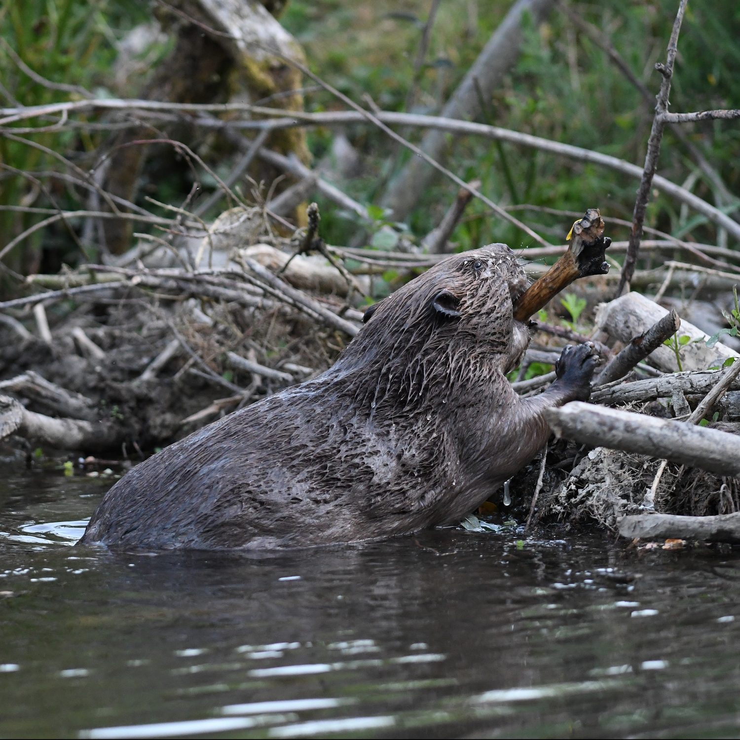 Being More Beaver. - Beaver Trust