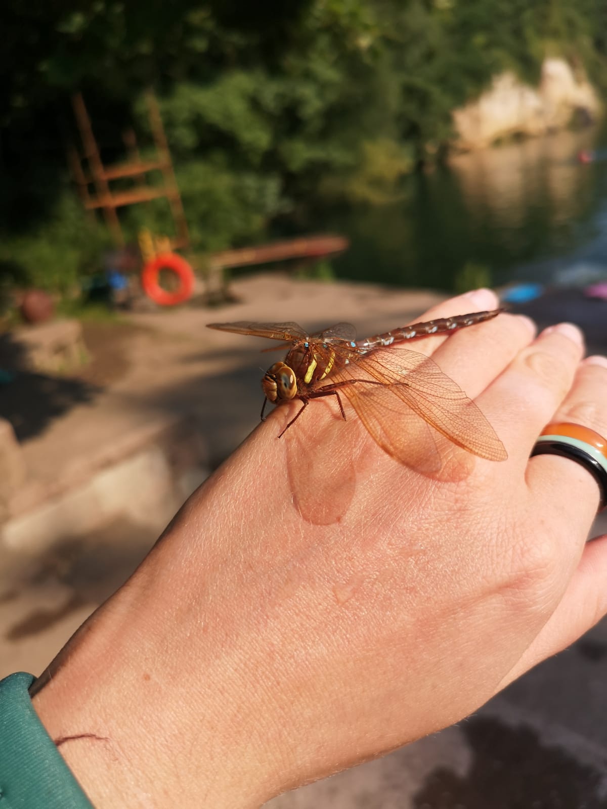 The Beaver and the Bee - Beaver Trust