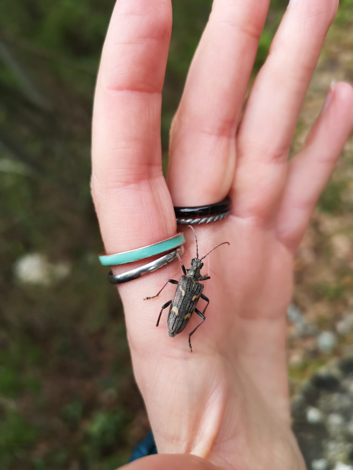 The Beaver and the Bee - Beaver Trust