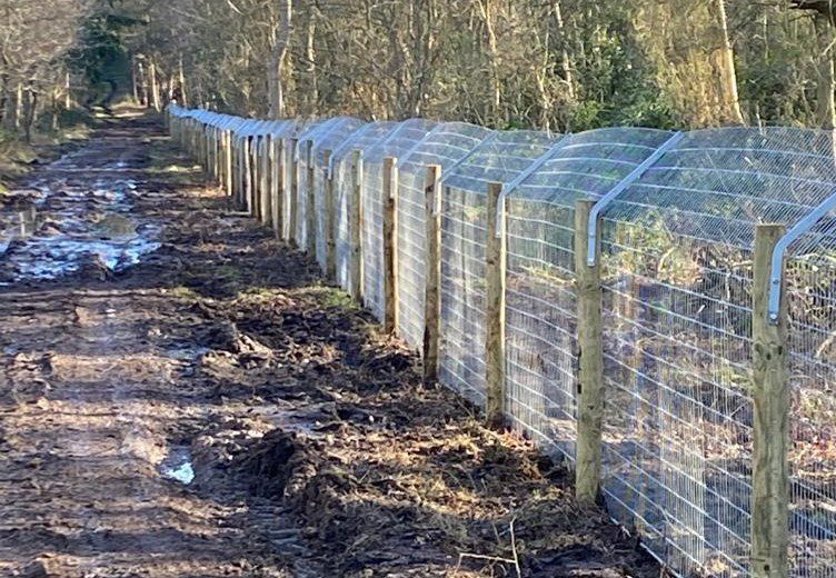 Wild Ken Hill: Norfolk's debut beavers - Beaver Trust