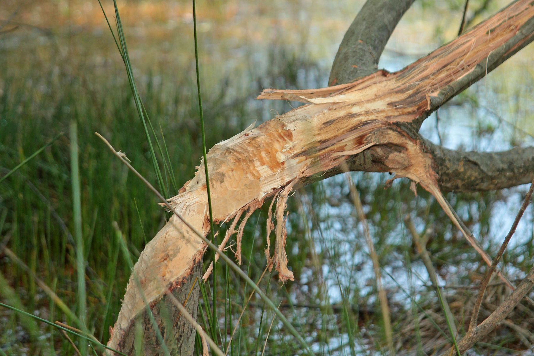 Wild Ken Hill: Norfolk's debut beavers - Beaver Trust