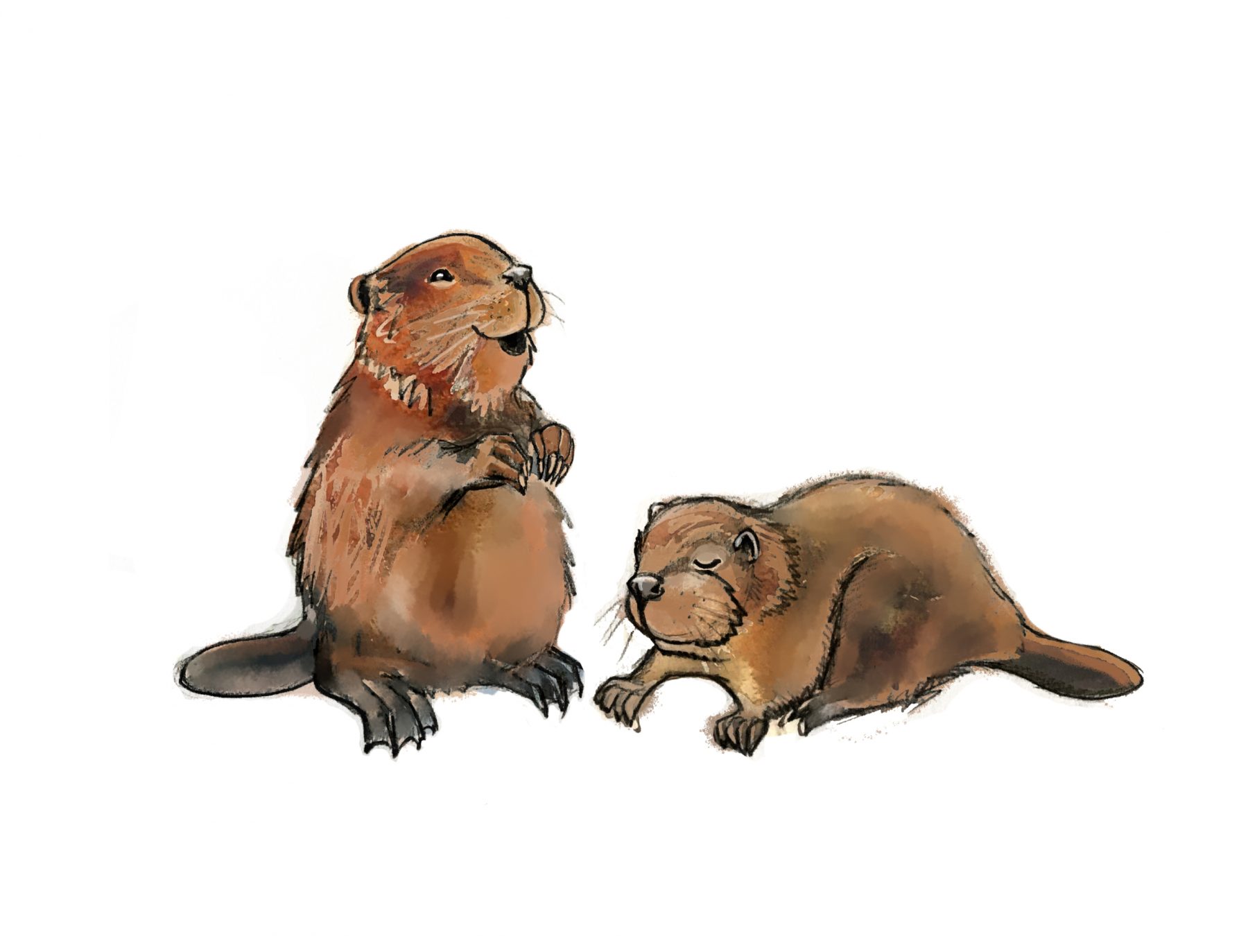 Capability Beaver: inspired by the original landscape artist - Beaver Trust