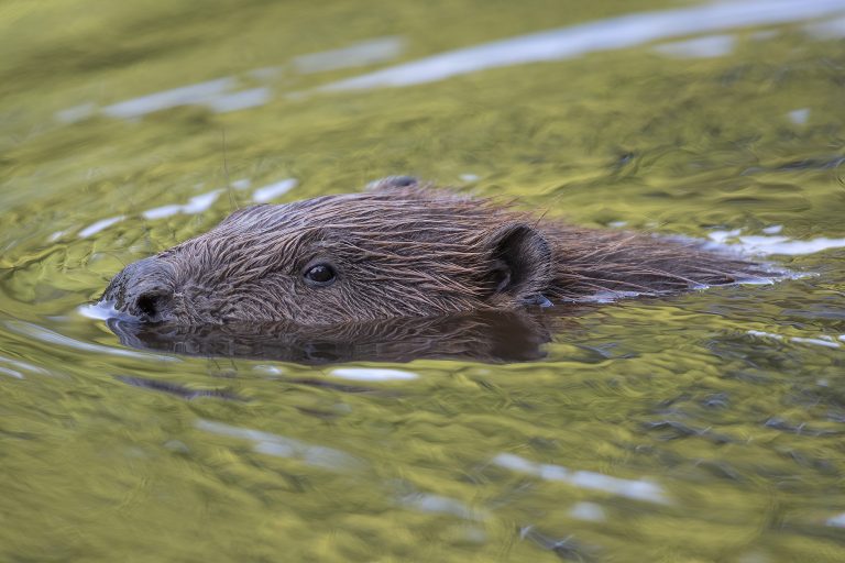 A New Strategy For Scotland's Beavers - Beaver Trust