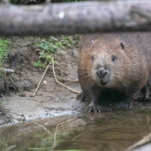 Homepage - Beaver Trust