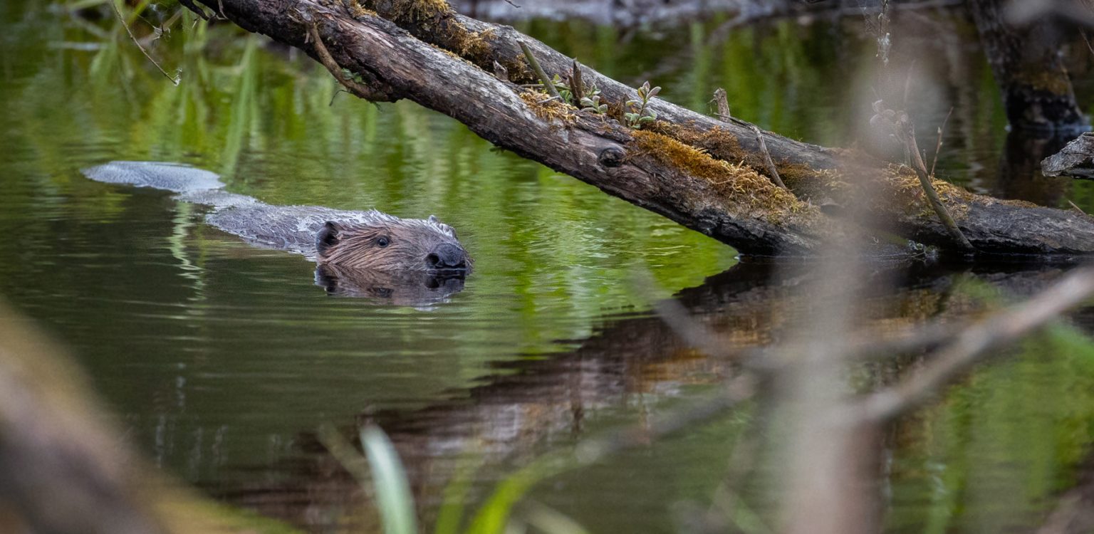 Beyond beaver wetlands: The engineering activities of a semi-aquatic ...