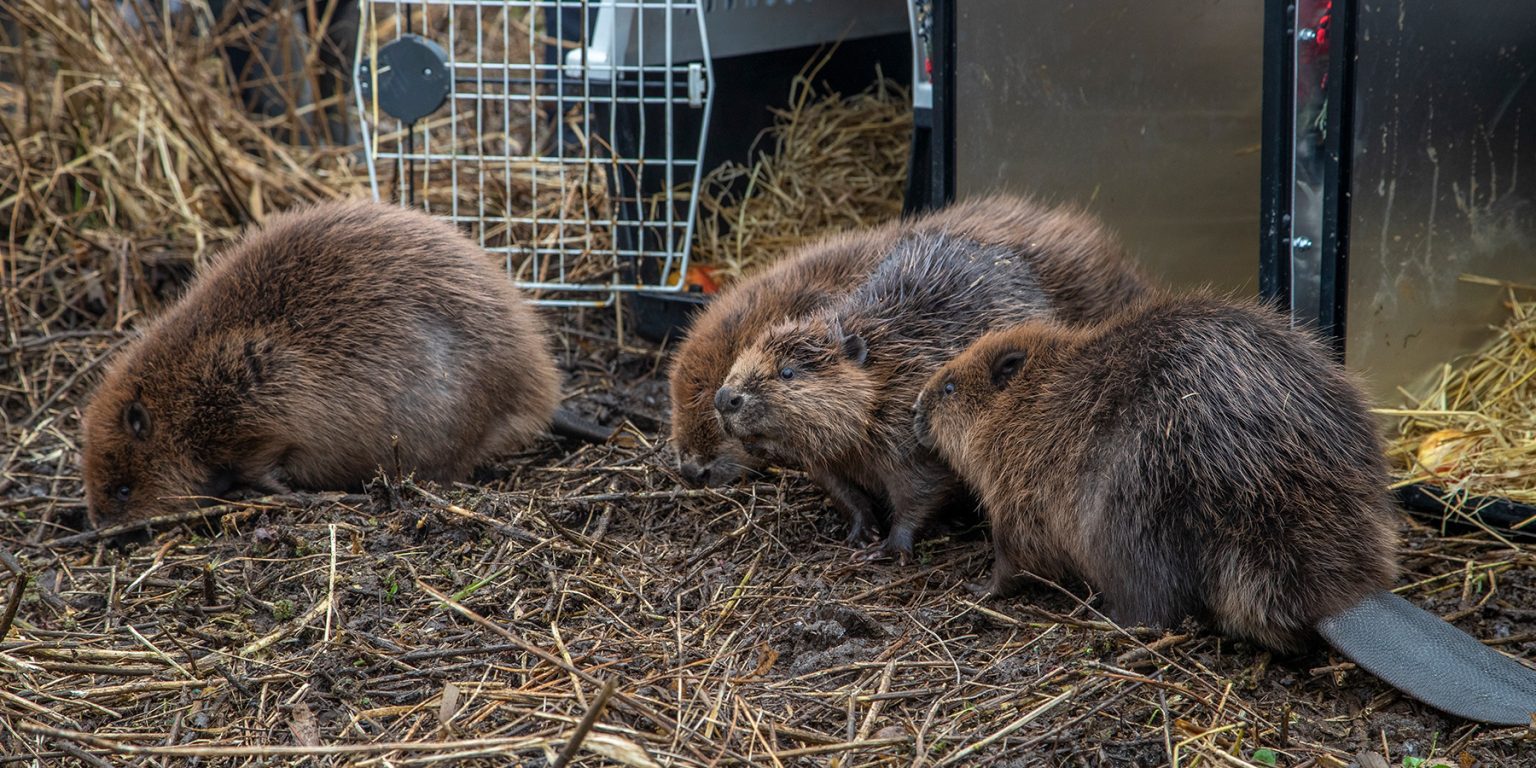 Our work - Beaver Trust