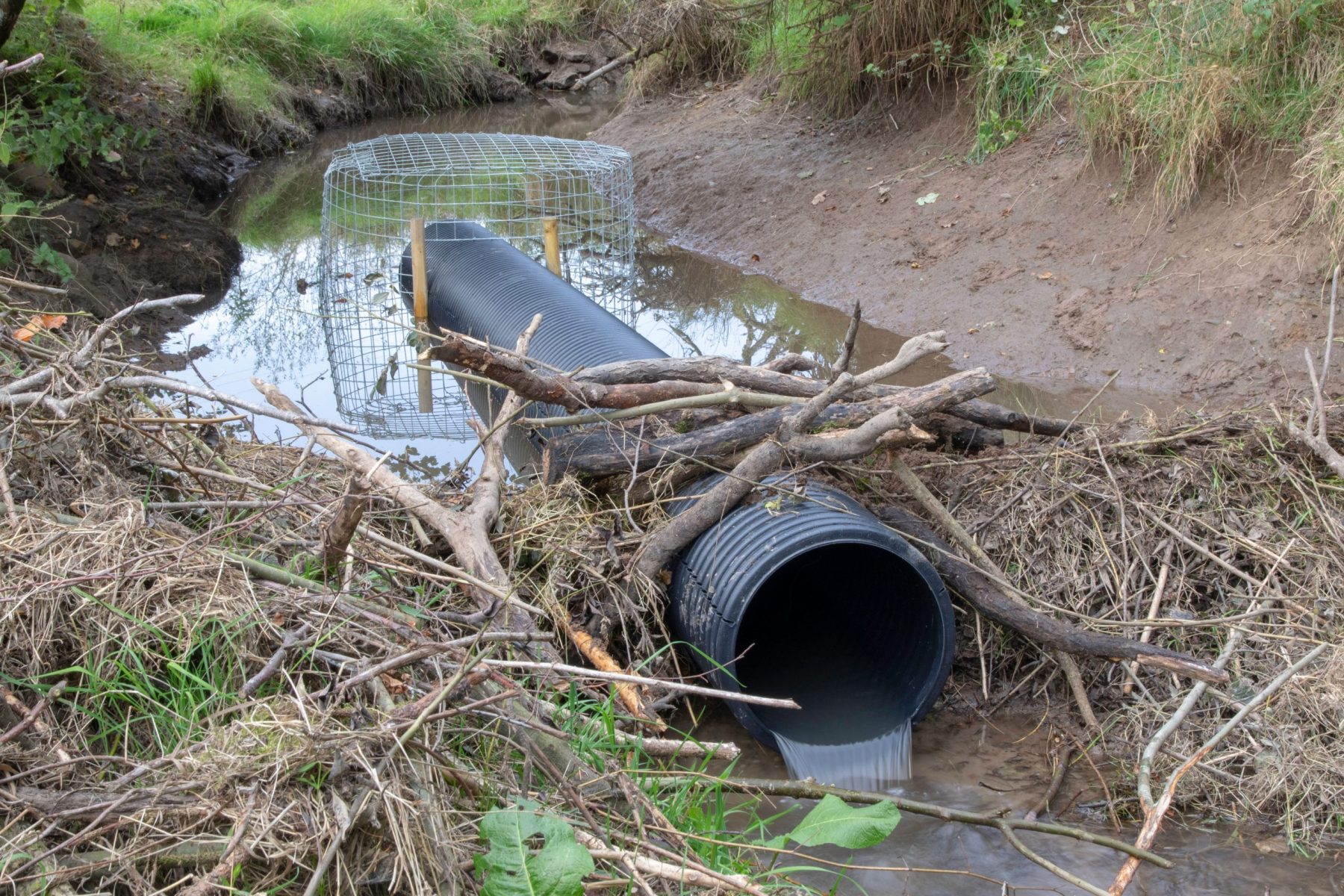 Beaver damming - Beaver Trust
