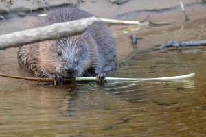 Places to see beavers - Beaver Trust