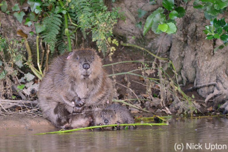 Places to see beavers - Beaver Trust