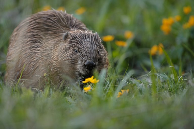 Places to see beavers - Beaver Trust