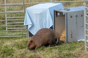 Places to see beavers - Beaver Trust