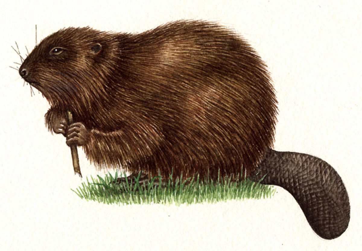 Arts and crafts - Beaver Trust