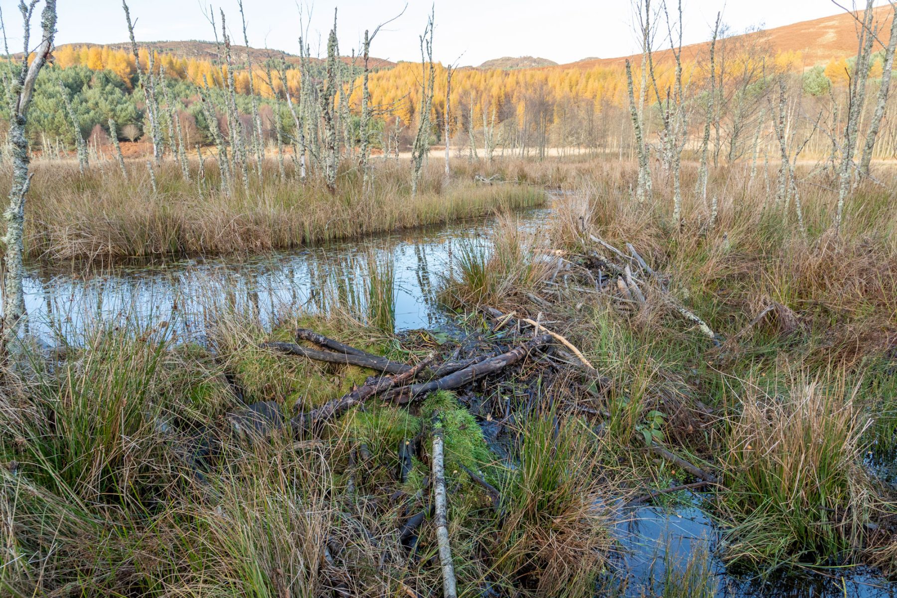 Beaver impacts - Beaver Trust
