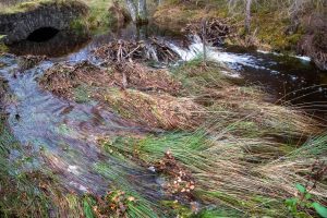 Beaver impacts - Beaver Trust