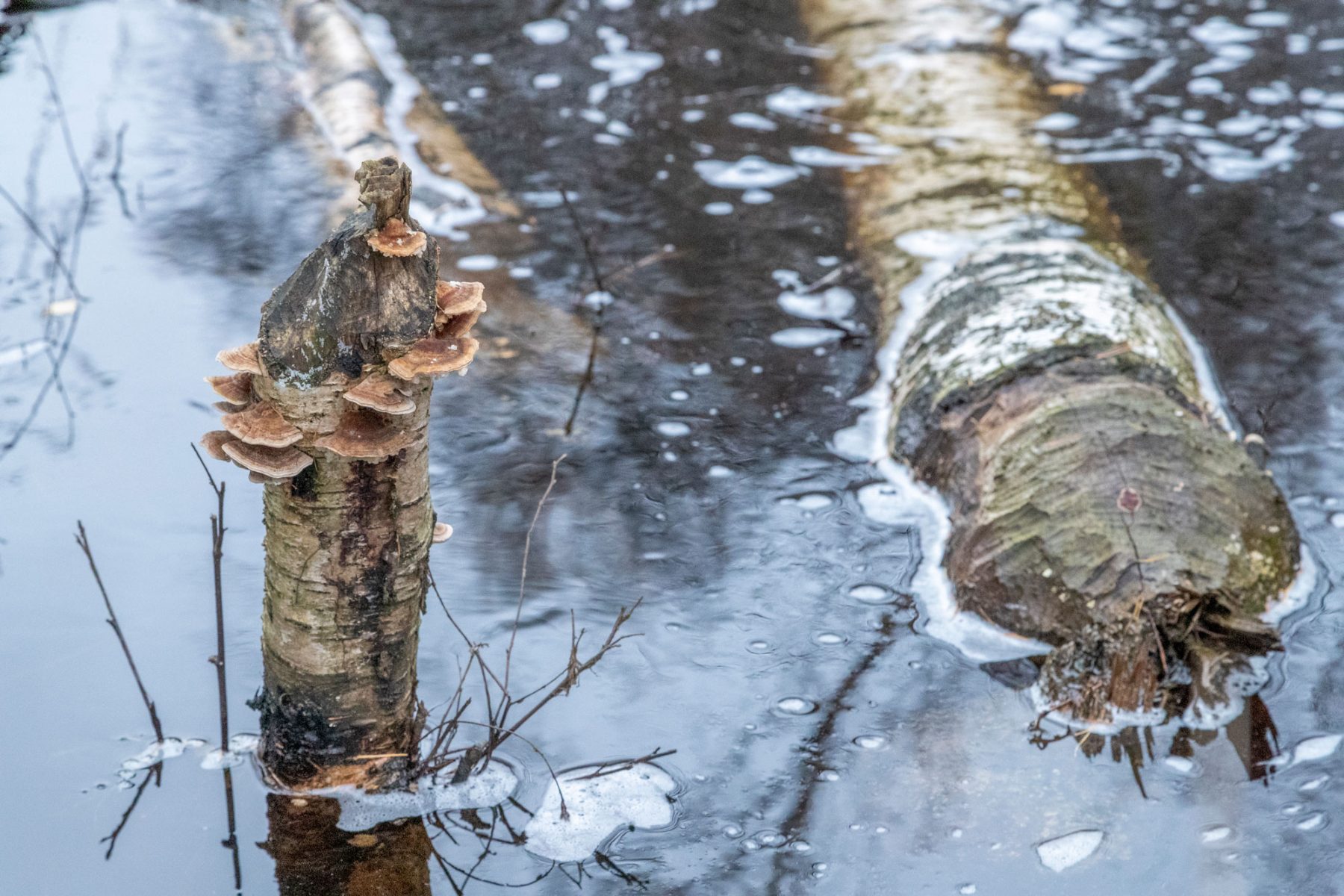 Beaver impacts - Beaver Trust