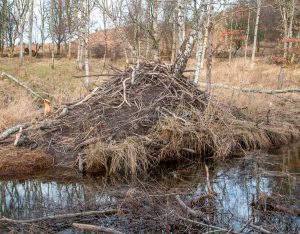 Beaver impacts - Beaver Trust