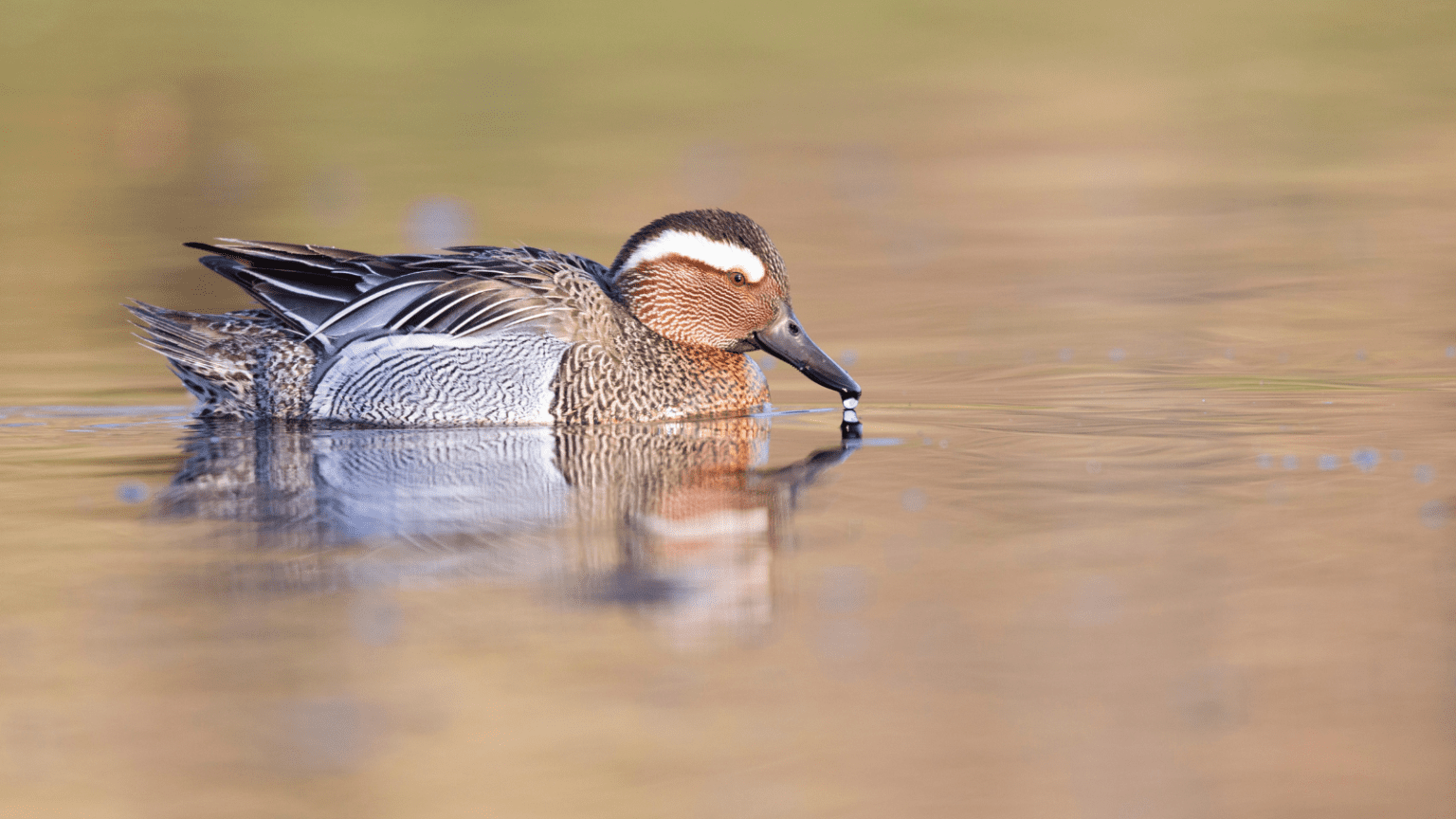 Species Spotlight: Garganey ducks - Beaver Trust