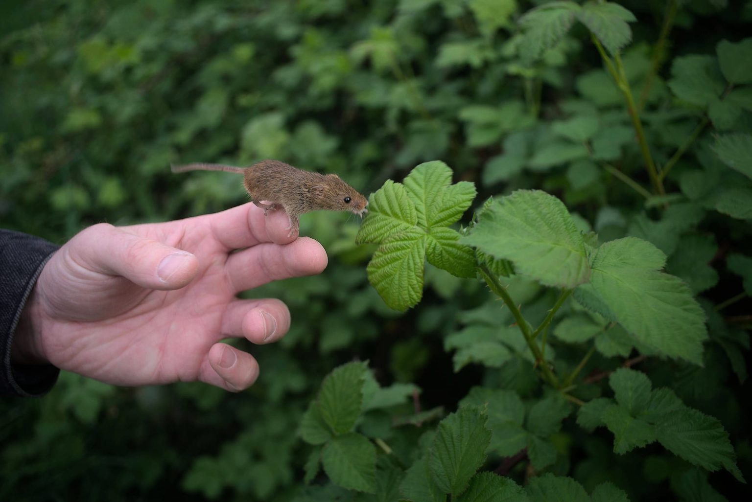 Ealing Beaver Project: the journey to bring beavers back to central ...