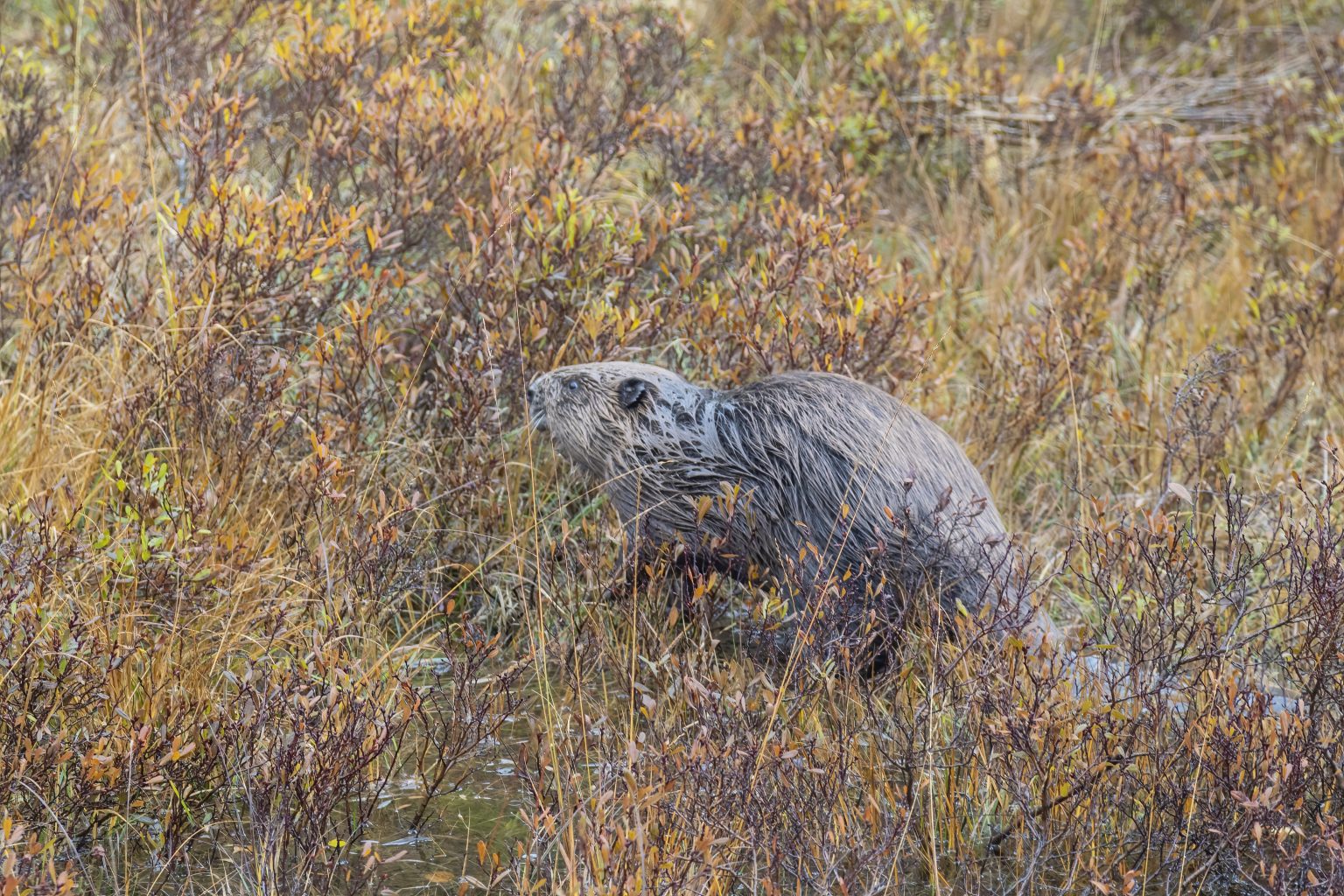 Forestry and Land Scotland reinforce beaver populations in Knapdale and ...