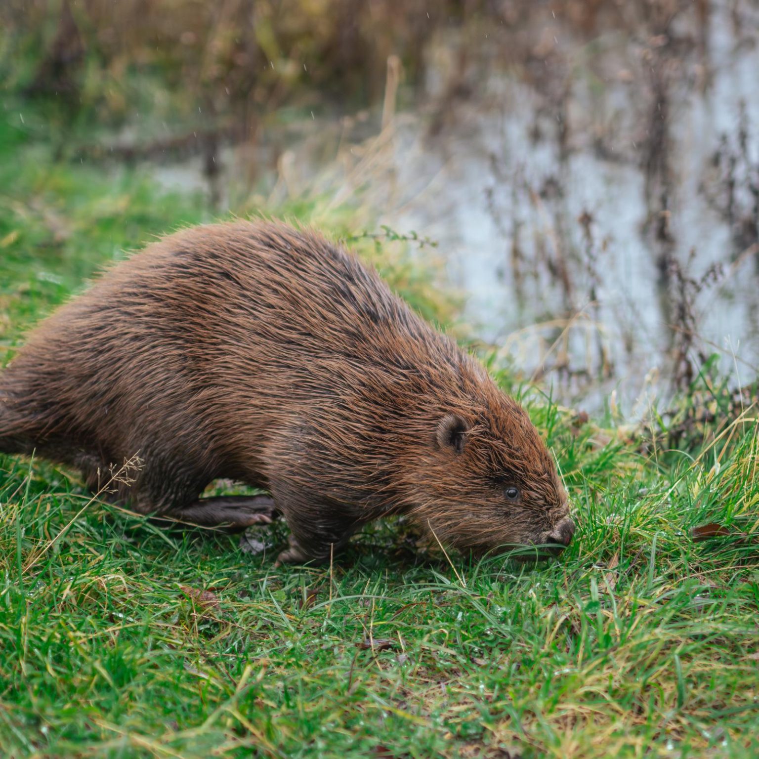 Beavers return to Lincolnshire for the first time in over 400 years ...