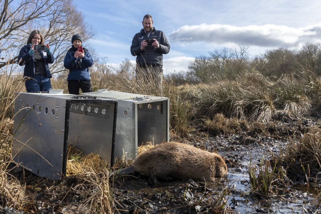 Beavers released at RSPB Scotland Insh Marshes nature reserve - Beaver ...