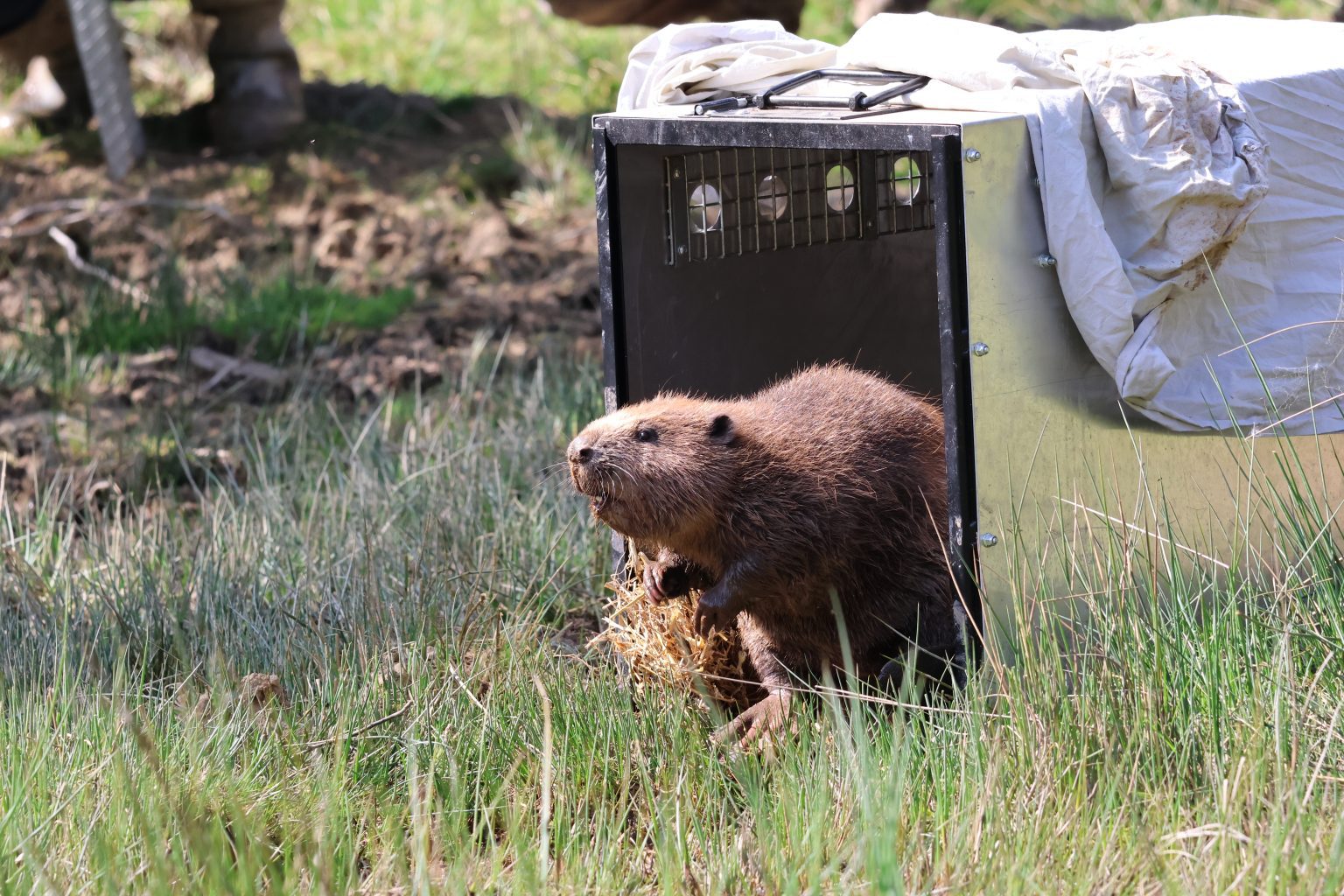 More beavers move into the Forest of Dean - Beaver Trust