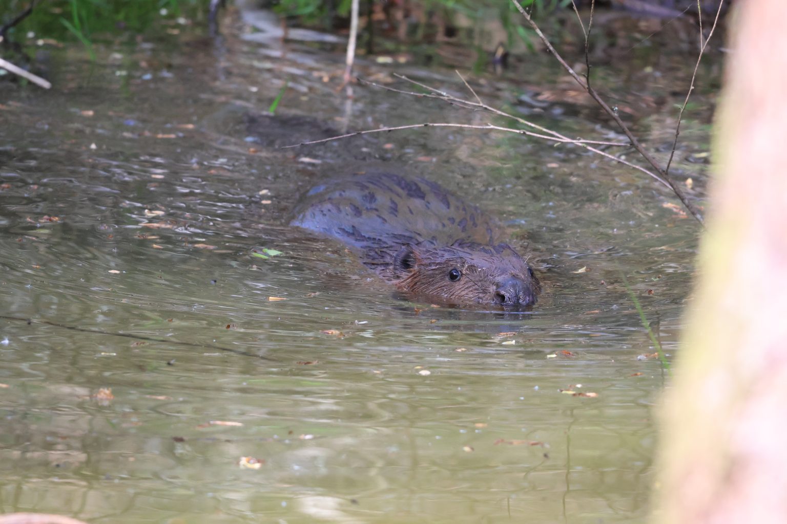 More beavers move into the Forest of Dean - Beaver Trust