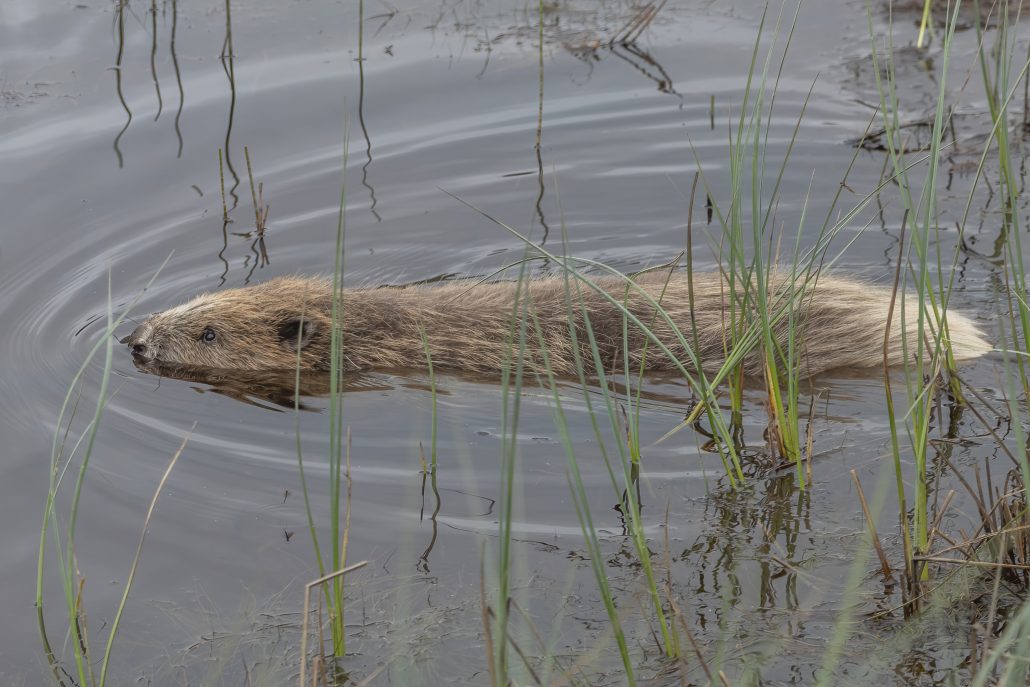 News - Beaver Trust