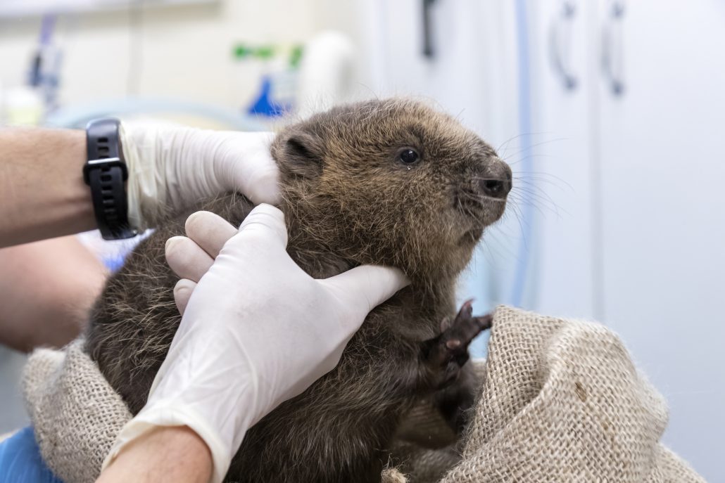 Record translocations and reduced lethal control in 2023 - Beaver Trust