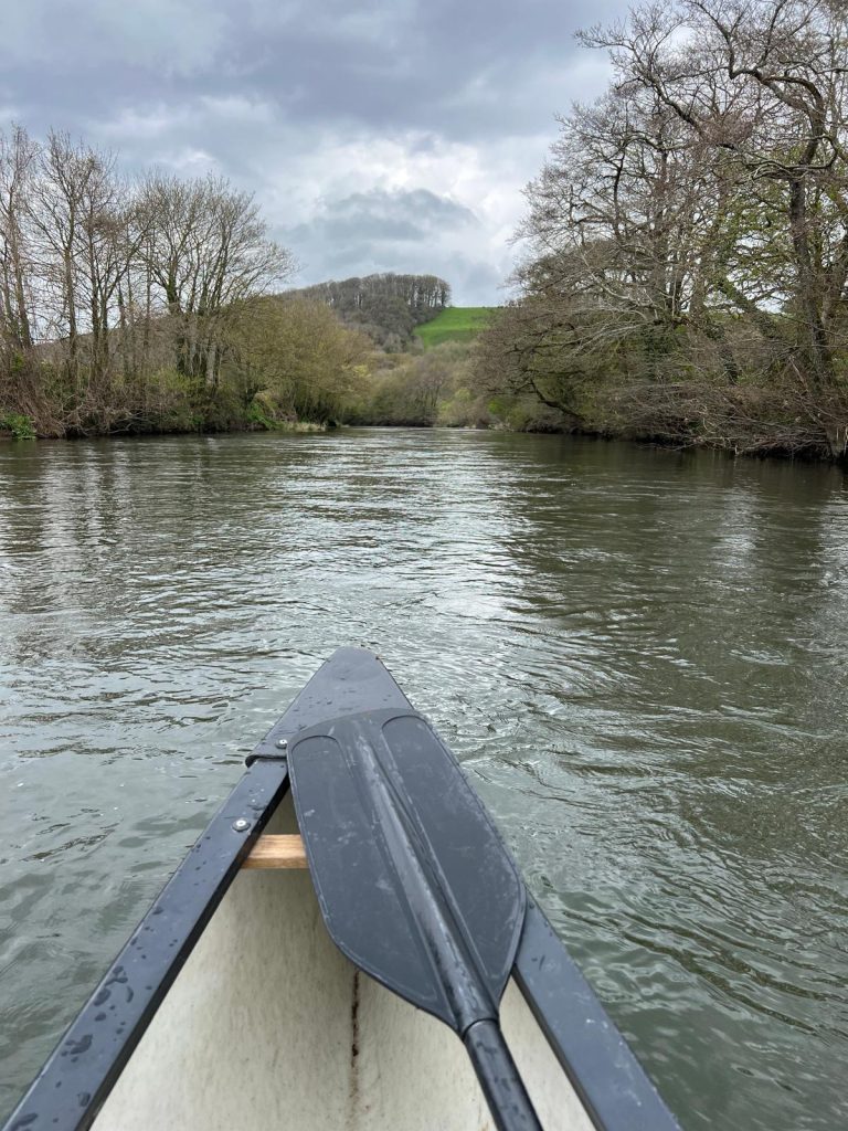 New insights on wild beaver populations in Kent and Devon - Beaver Trust