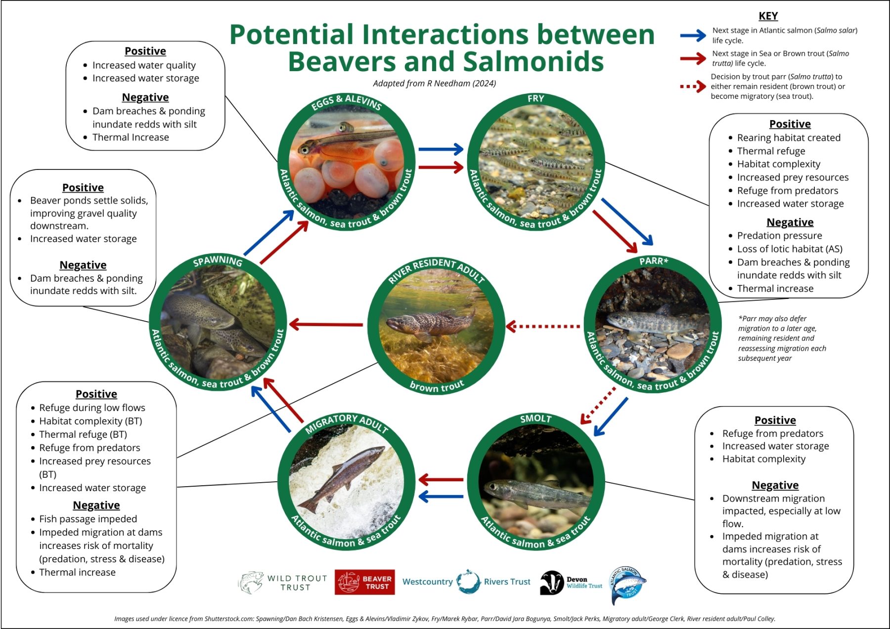 Beavers and fish - Beaver Trust