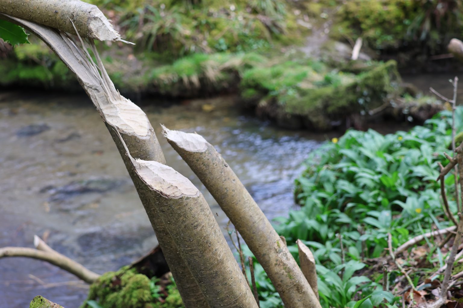 Poole Farm: beavers, young people and ecotherapy - Beaver Trust
