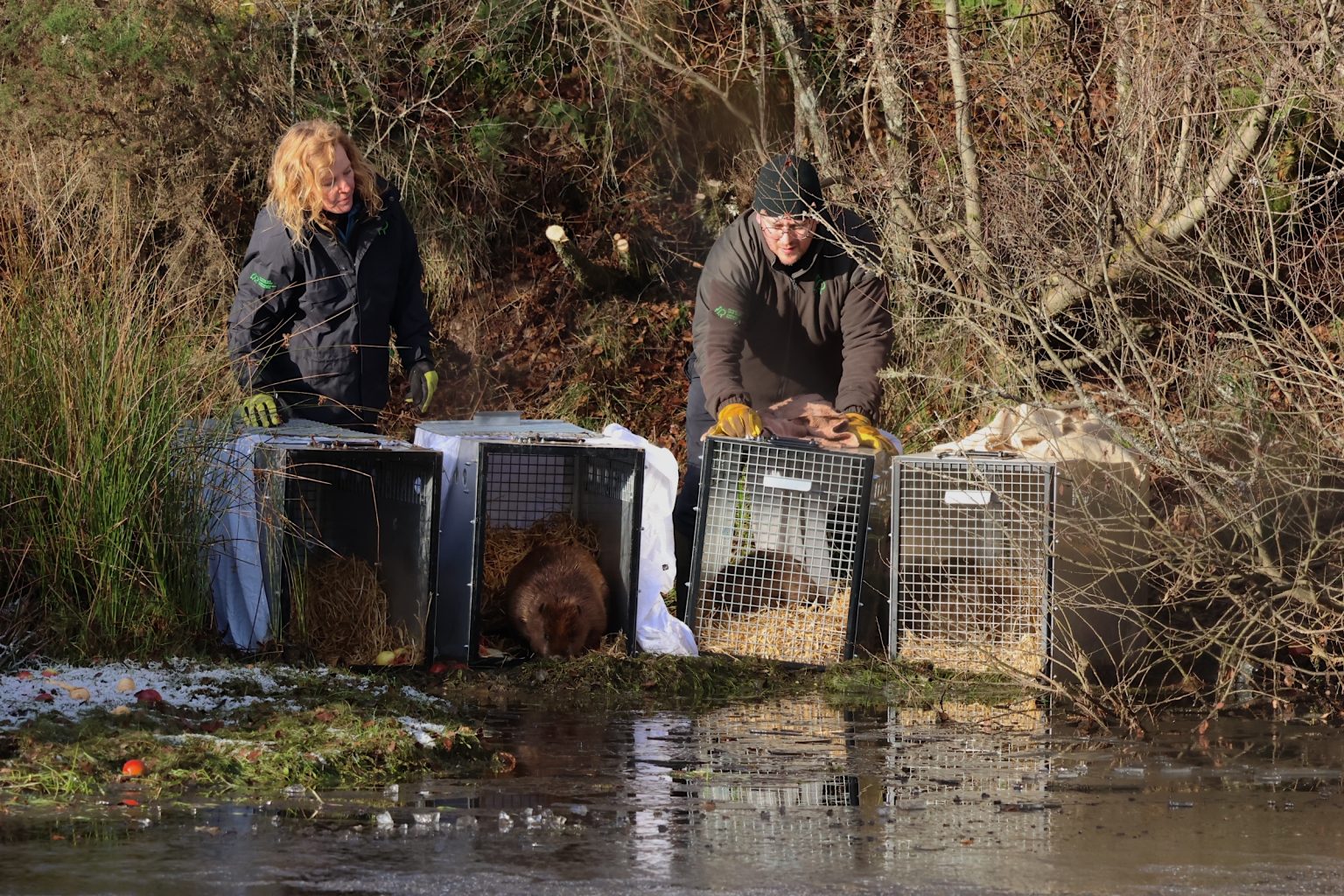 New family of beavers arrive in Loch Ard Forest - Beaver Trust