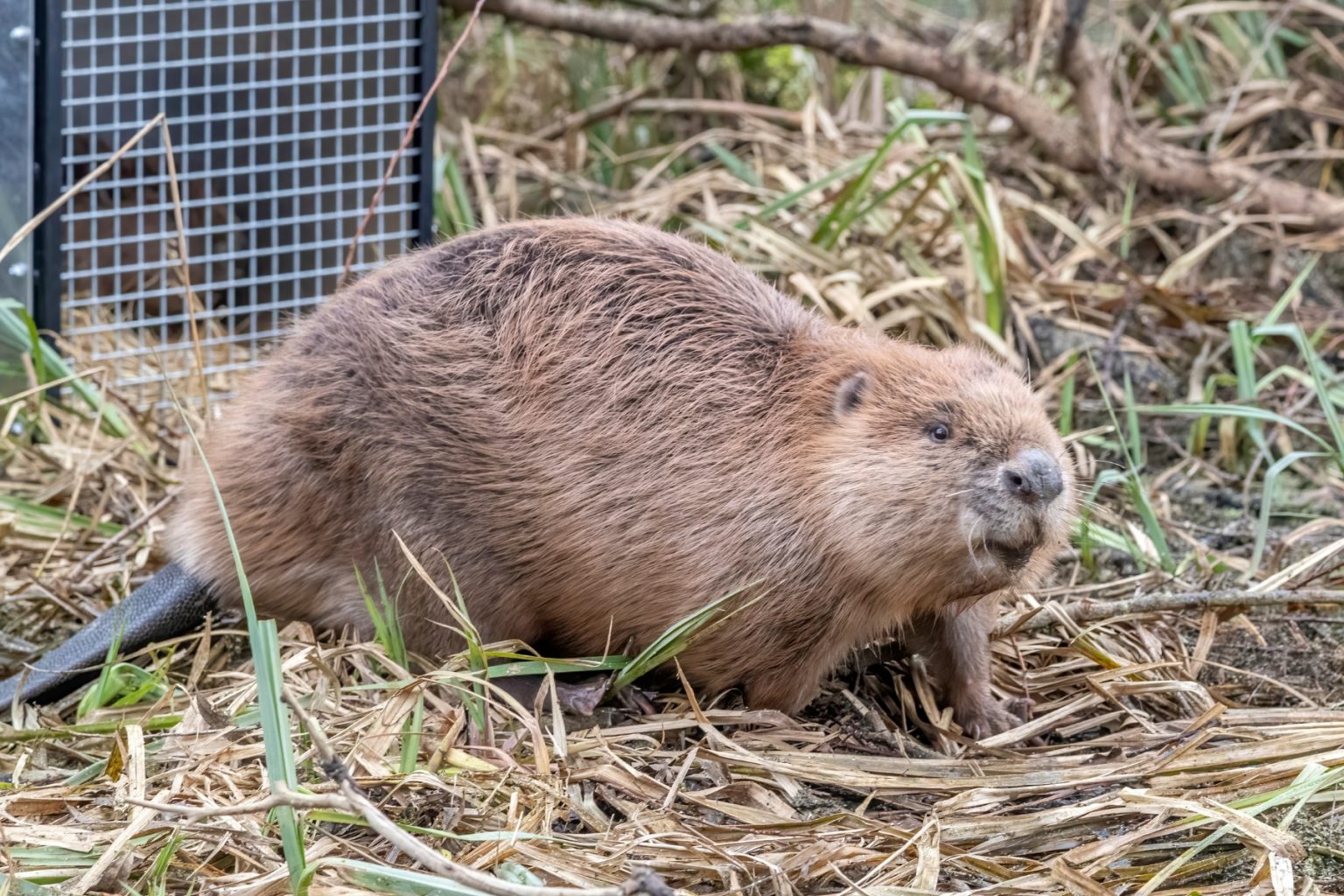 Beavers return to Northamptonshire after 400 years - Beaver Trust