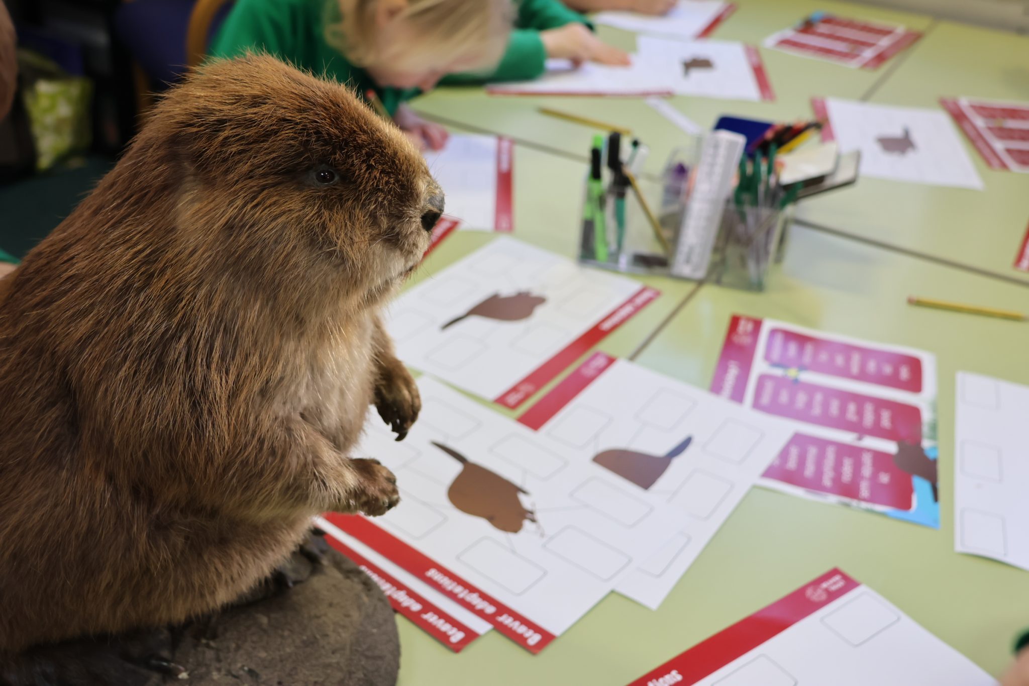 Nature for everyone: Fostering inclusivity through beaver education ...