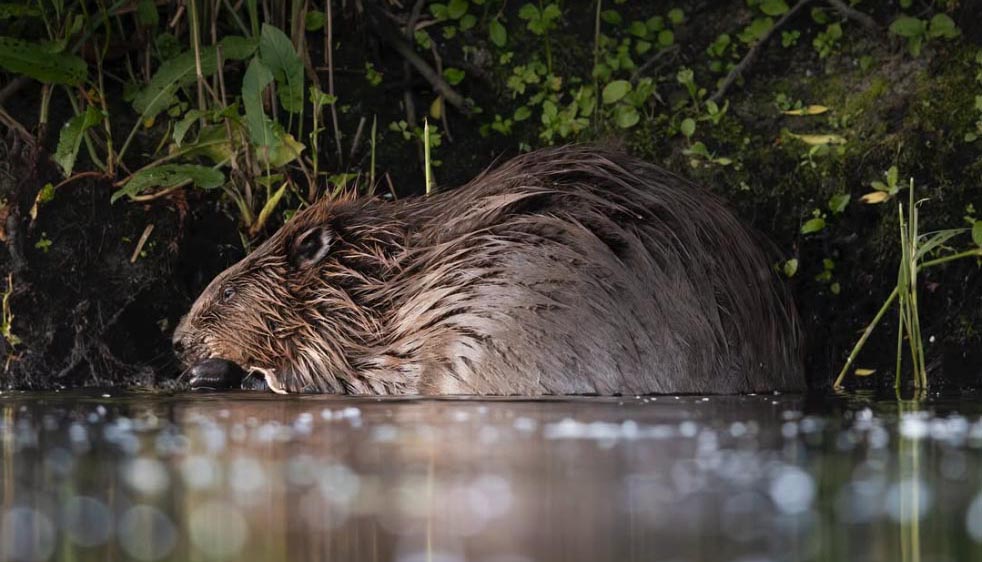 Guest blog: A wild encounter on the Stour - Beaver Trust