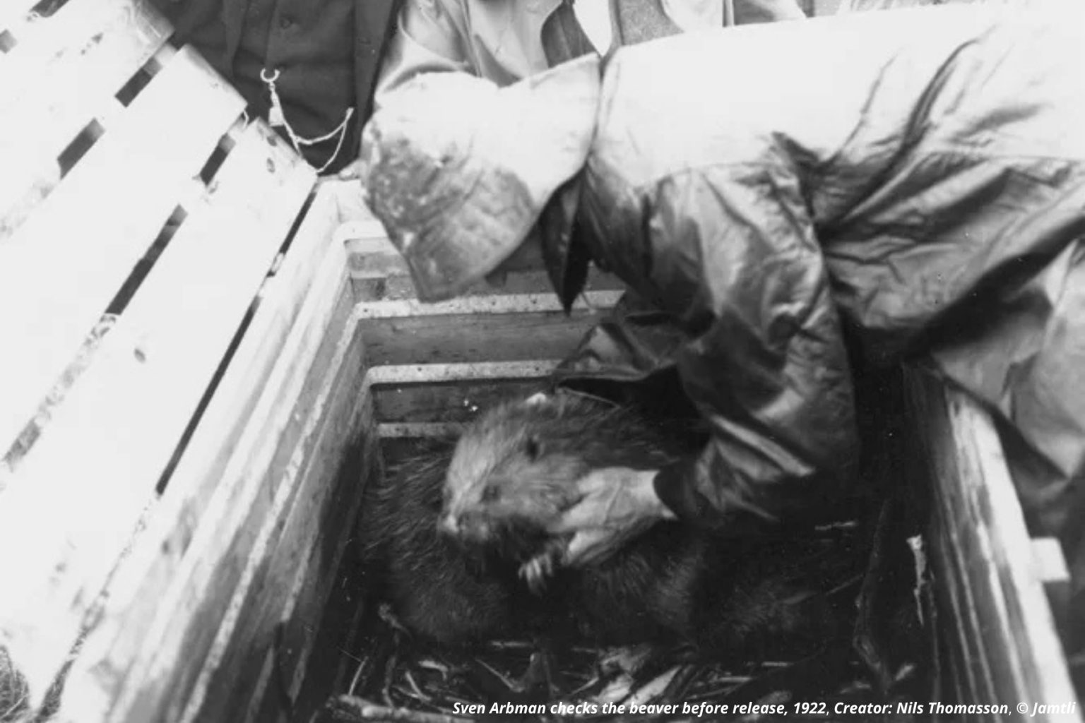 From Bjurälven to Britain: 103 years of beaver comebacks - and why we ...