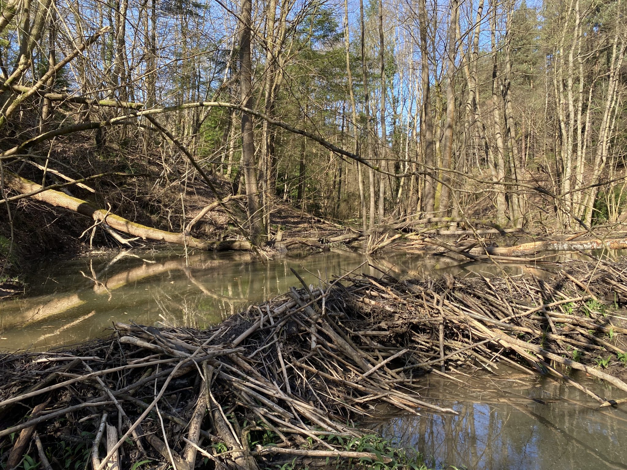 A year of change: Beavers in the Wyre Forest - Beaver Trust