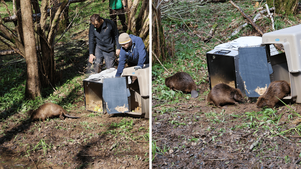 A year of change: Beavers in the Wyre Forest - Beaver Trust