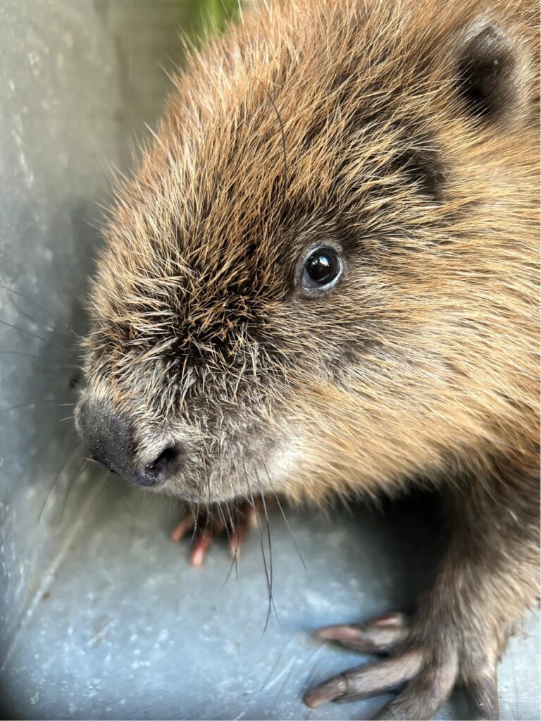 A Christmas surprise for Turnip – female beaver kit arrives at the ...