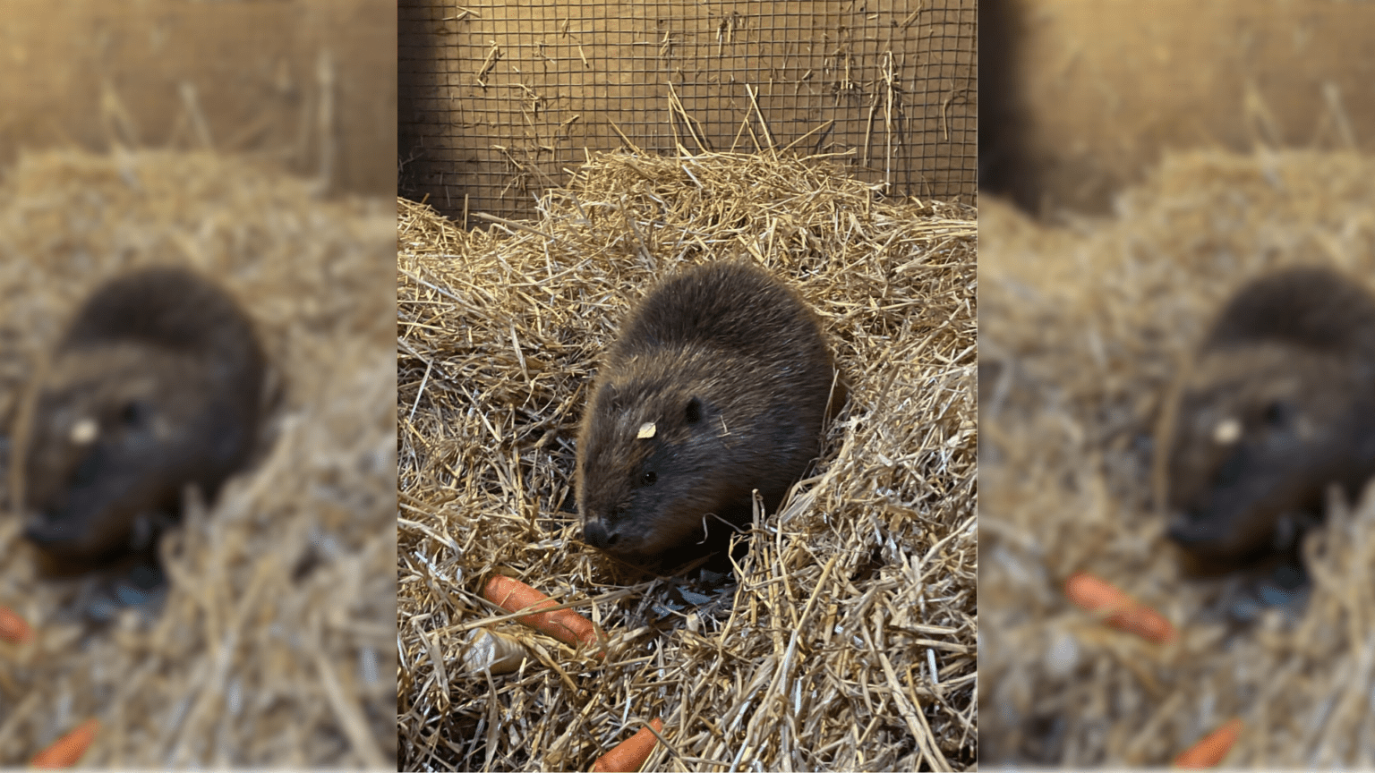 A Christmas surprise for Turnip – female beaver kit arrives at the ...