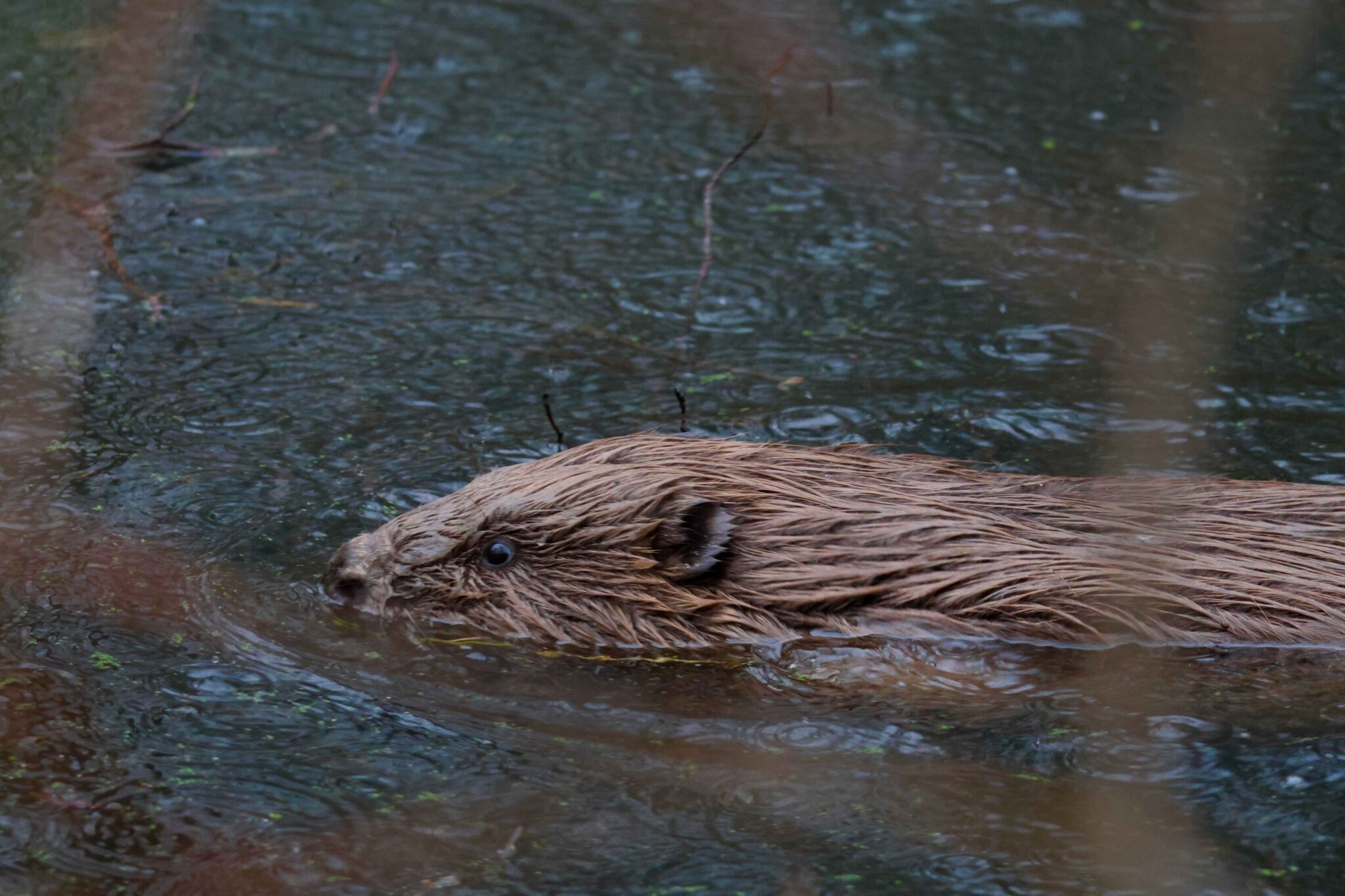 National Trust to release wild beavers in Somerset in landmark move for ...
