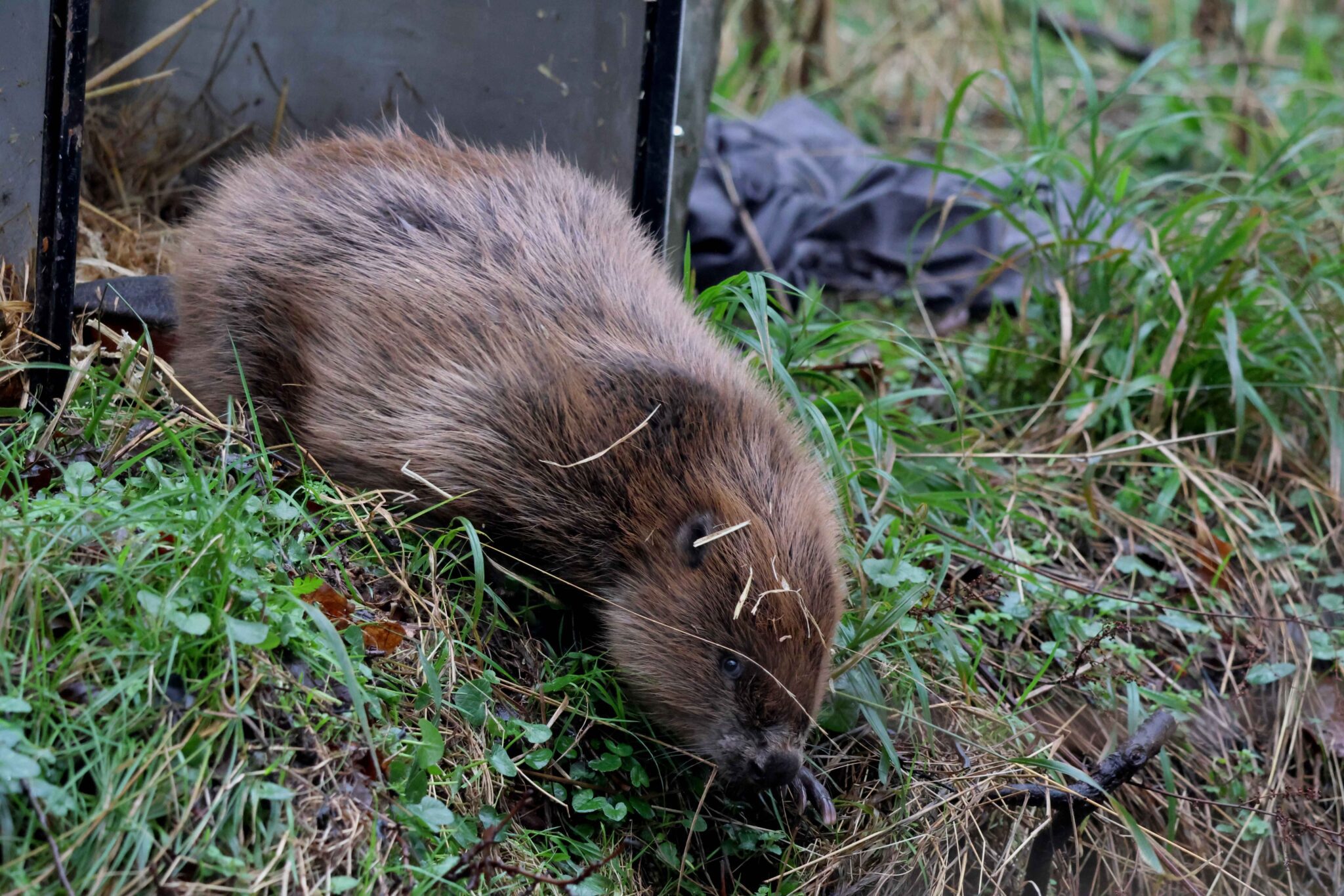 National Trust to release wild beavers in Somerset in landmark move for ...