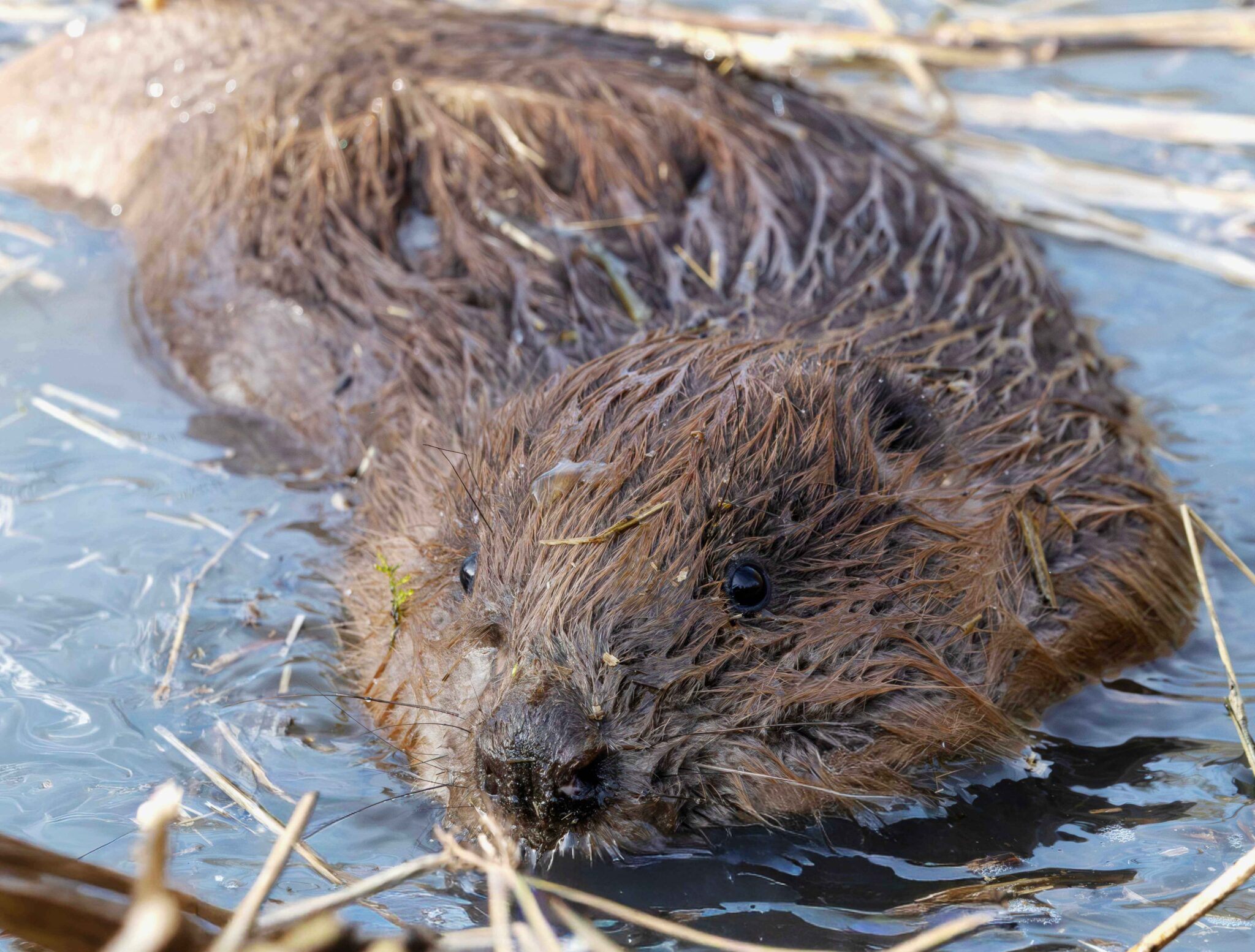 Family of beavers released at nature restoration site to support ...