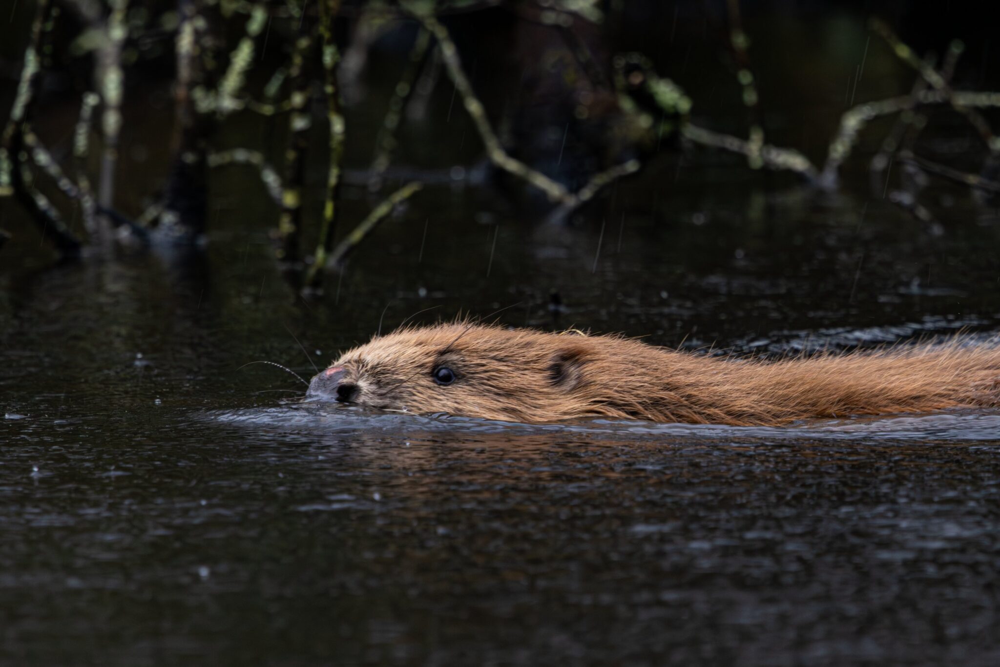 Wild beavers release marks new chapter for nature recovery in Cornwall ...