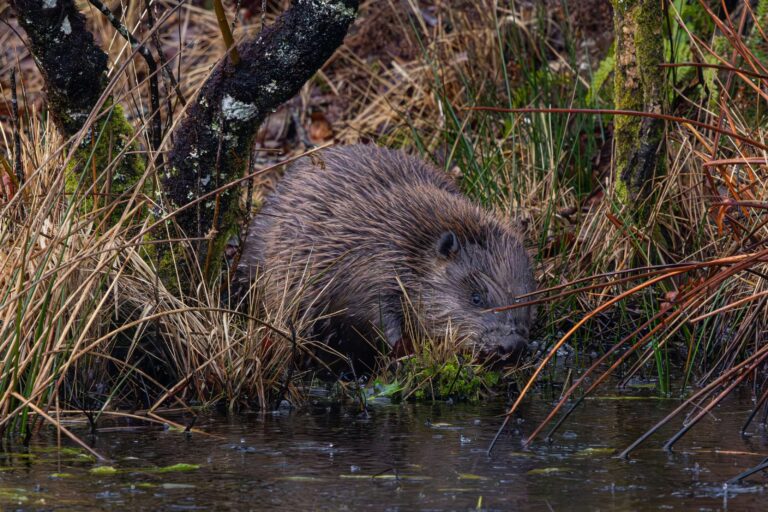 Wild beavers release marks new chapter for nature recovery in Cornwall ...