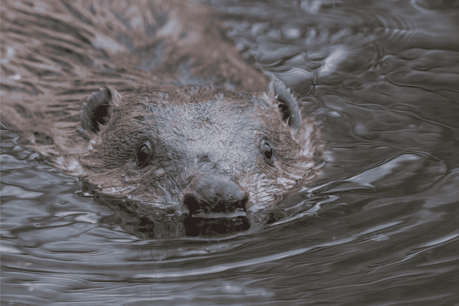 Historic moment for Welsh beavers - Beaver Trust