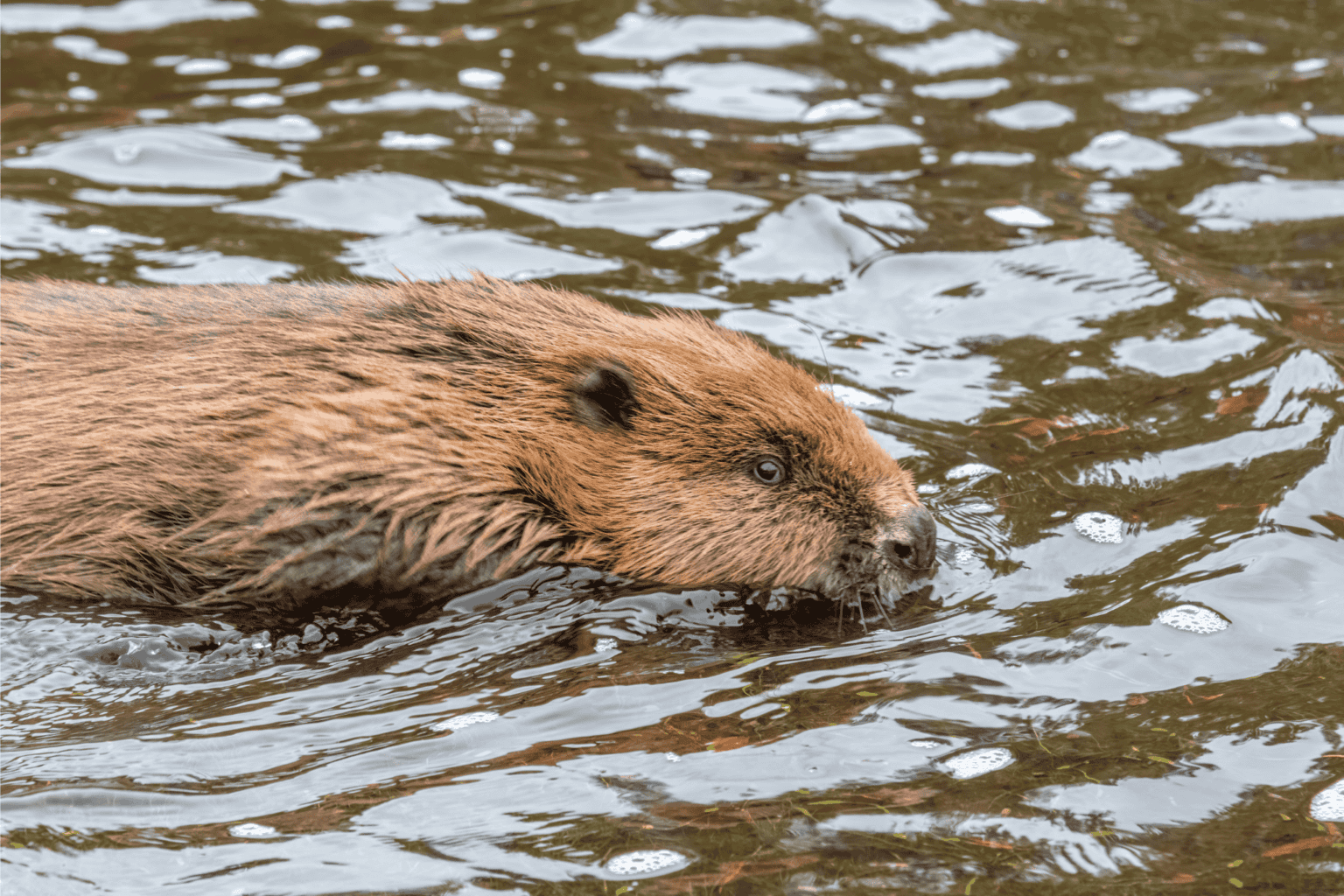 New briefing to help farmers become beaver-ready - Beaver Trust